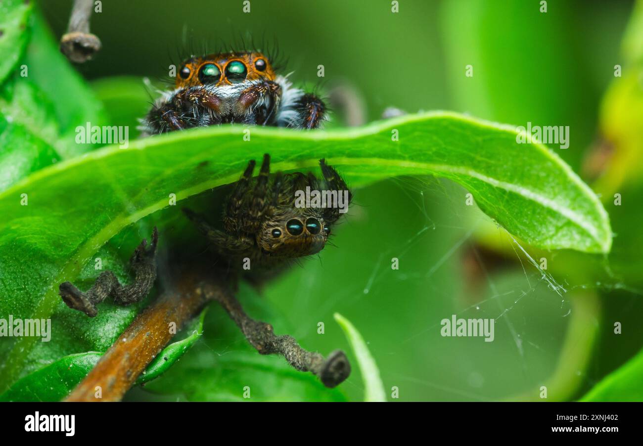 Close up little jumping hi-res stock photography and images - Alamy