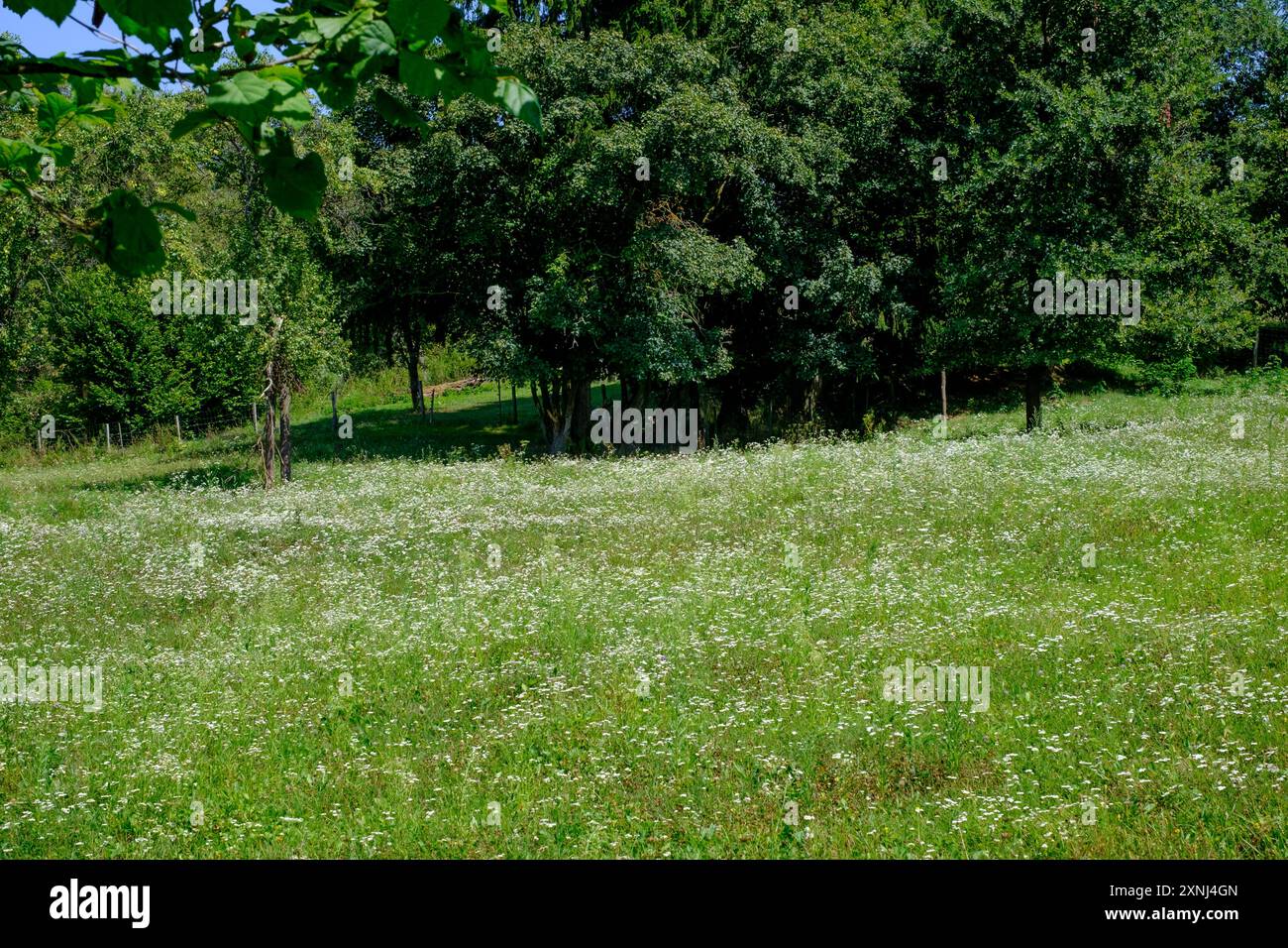 small rural field full of wildflowers left for rewilding zala county ...