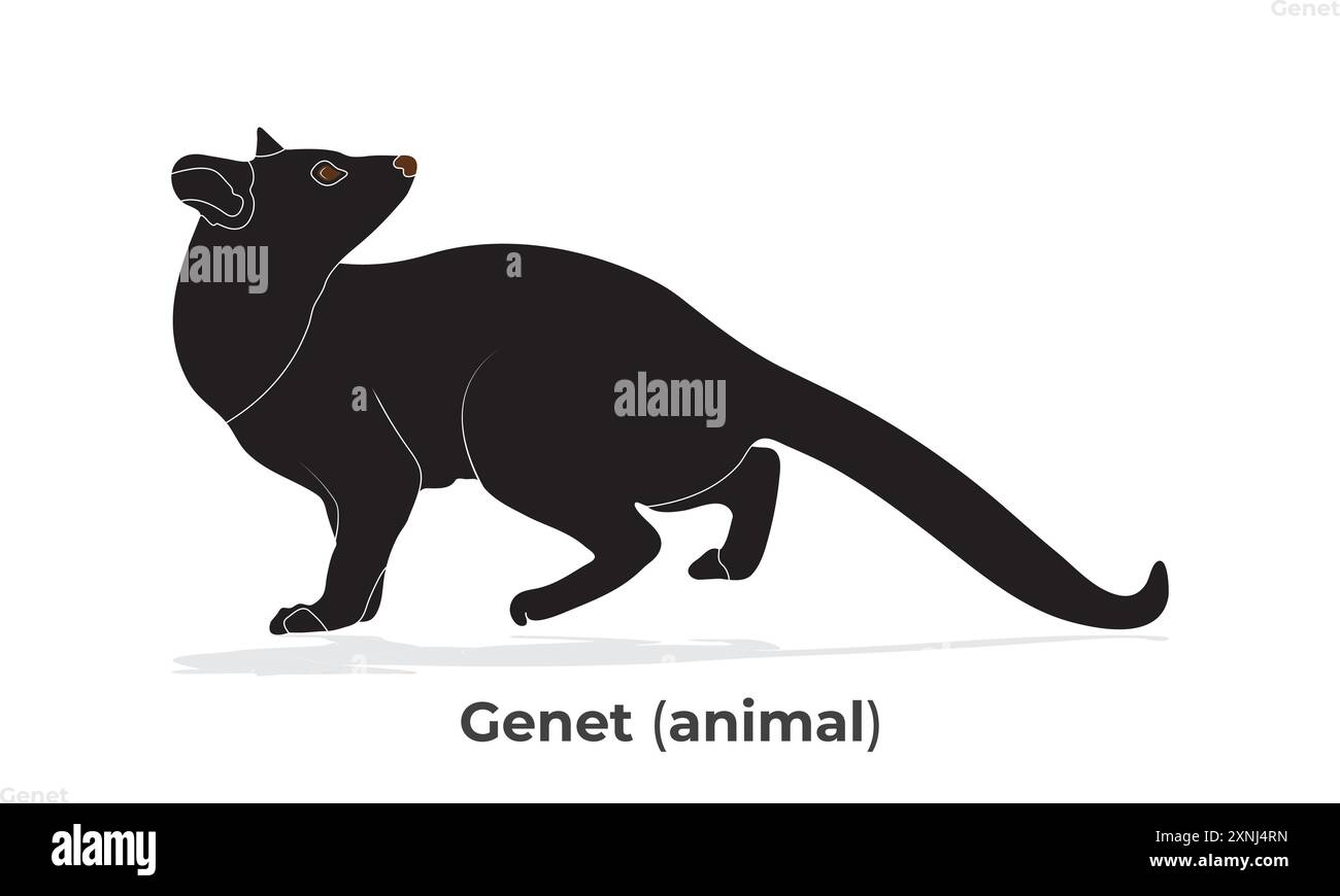 Genet illustration hi-res stock photography and images - Alamy