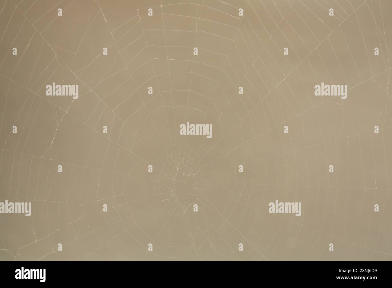 Creepy cobweb against gray background, closeup view Stock Photo - Alamy