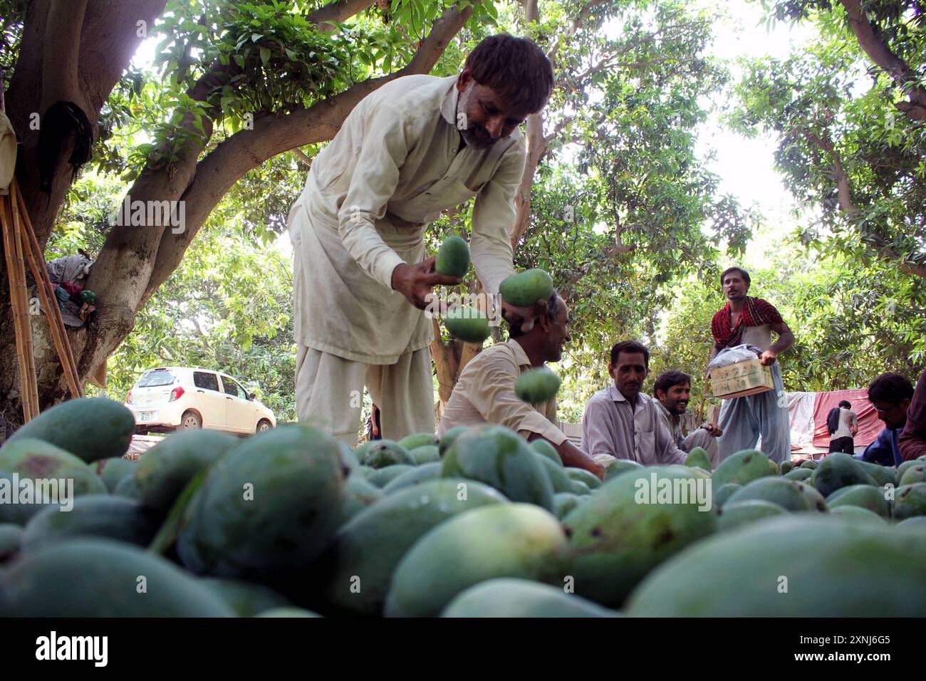 Multan. 31st July, 2024. Farmers check freshly-picked mangoes at an ...