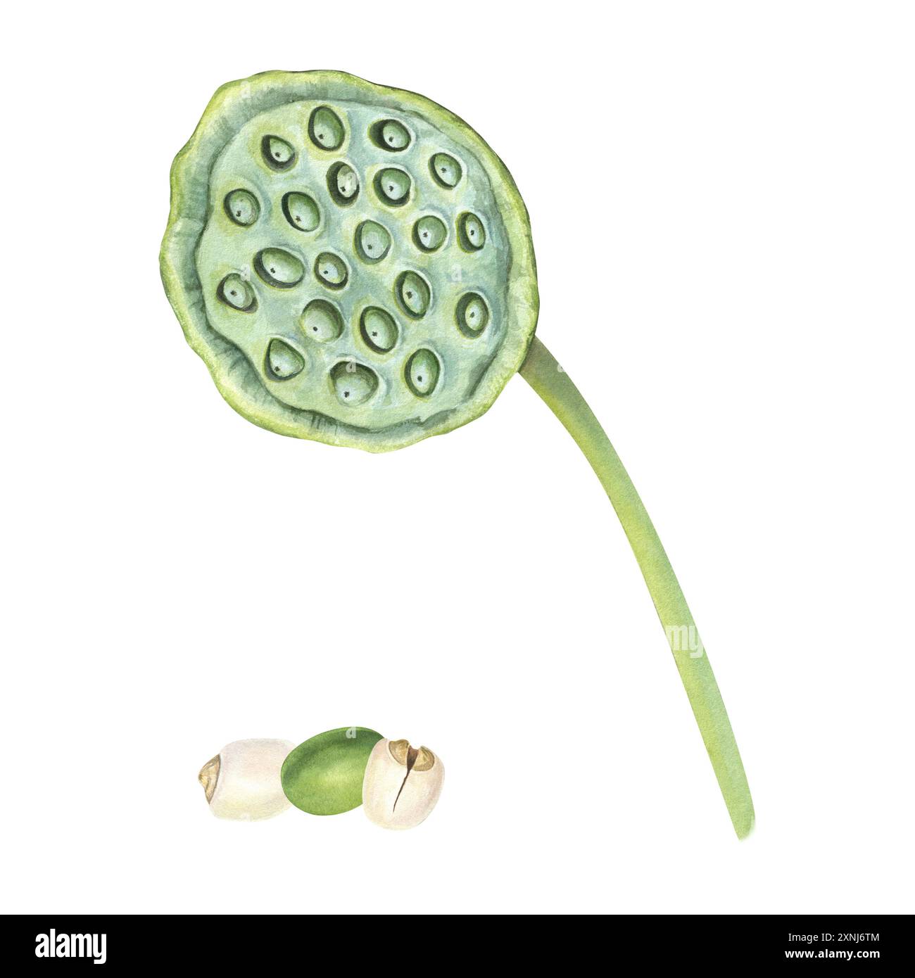 Lotus seed head. Peeled and unpeeled nuts. Front view of aquatic plants ...