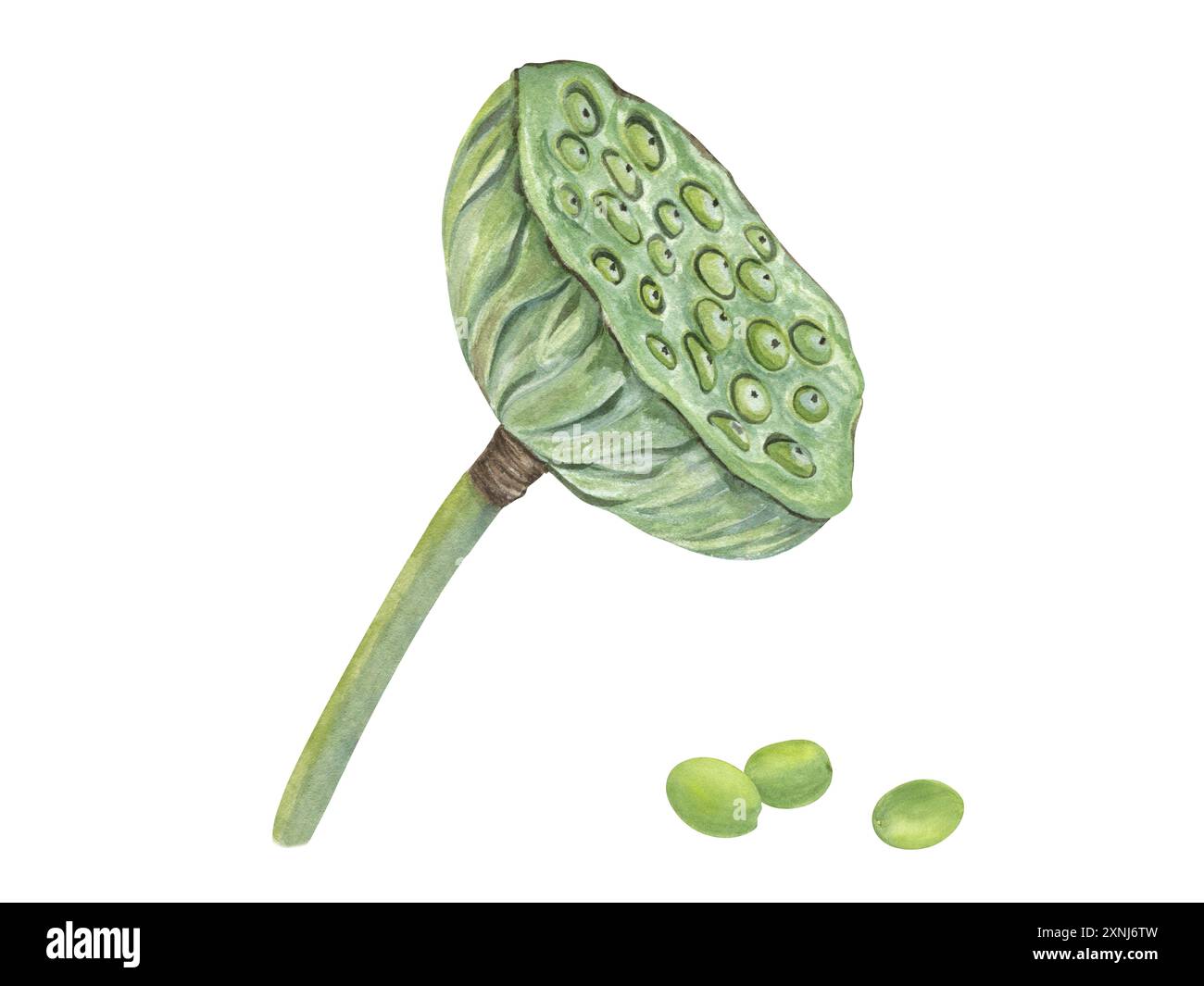 Lotus seed pod hi-res stock photography and images - Alamy
