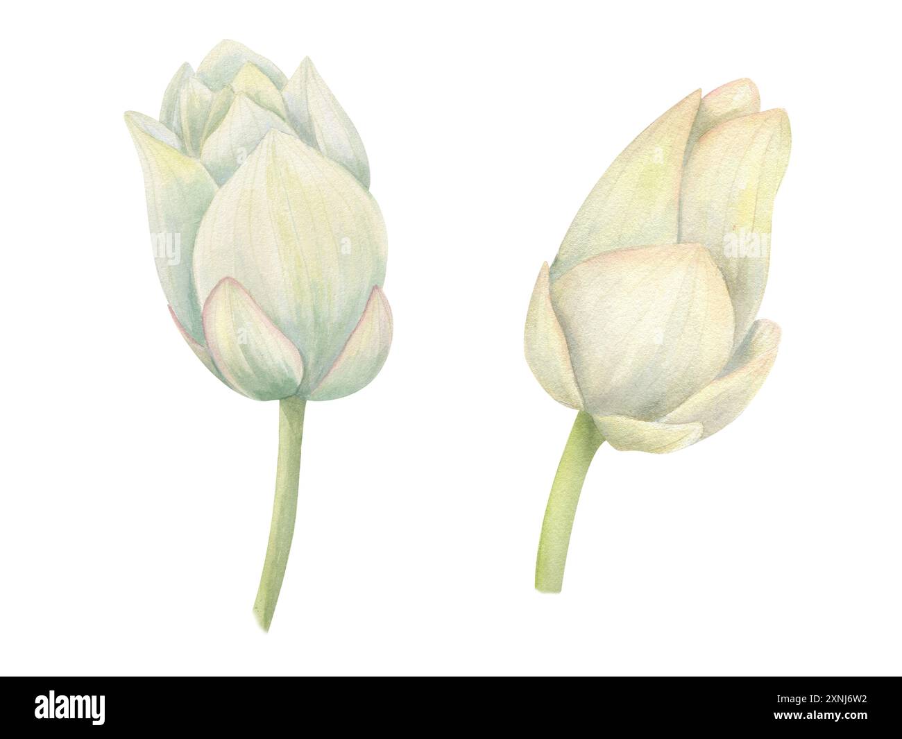 Lotus flower side view Cut Out Stock Images & Pictures - Alamy