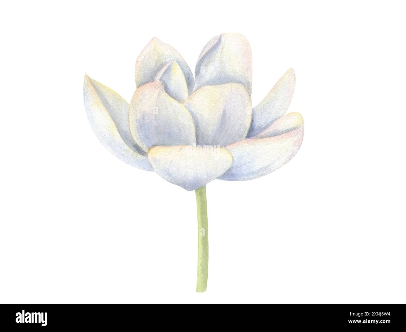 White Lotus flower on green stem. Asian Water Lily. Side view of ...