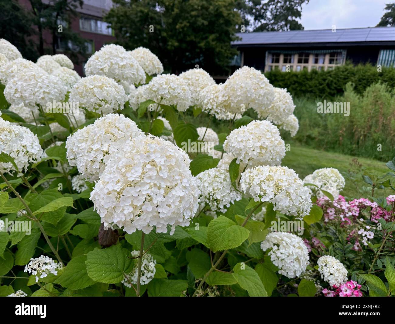 Beautiful hydrangea bushes blooming on city street Stock Photo - Alamy