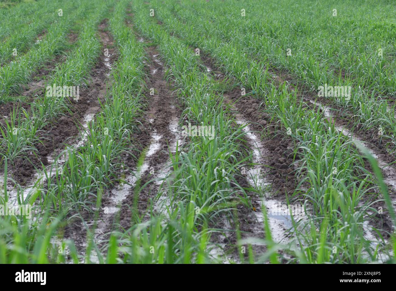 A sugar cane plantation with young plants water for sugarcane fields to ...