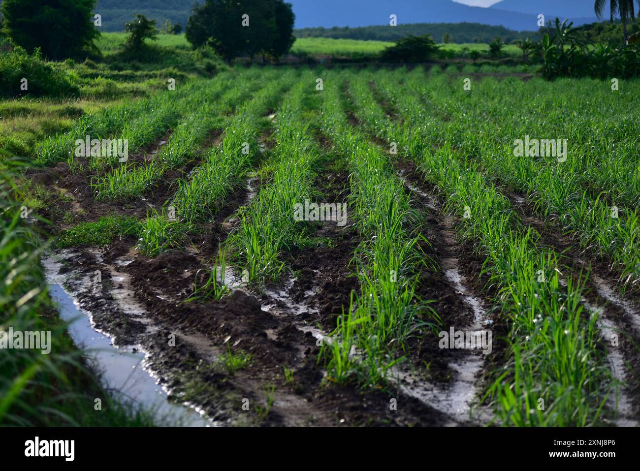 A sugar cane plantation with young plants water for sugarcane fields to ...