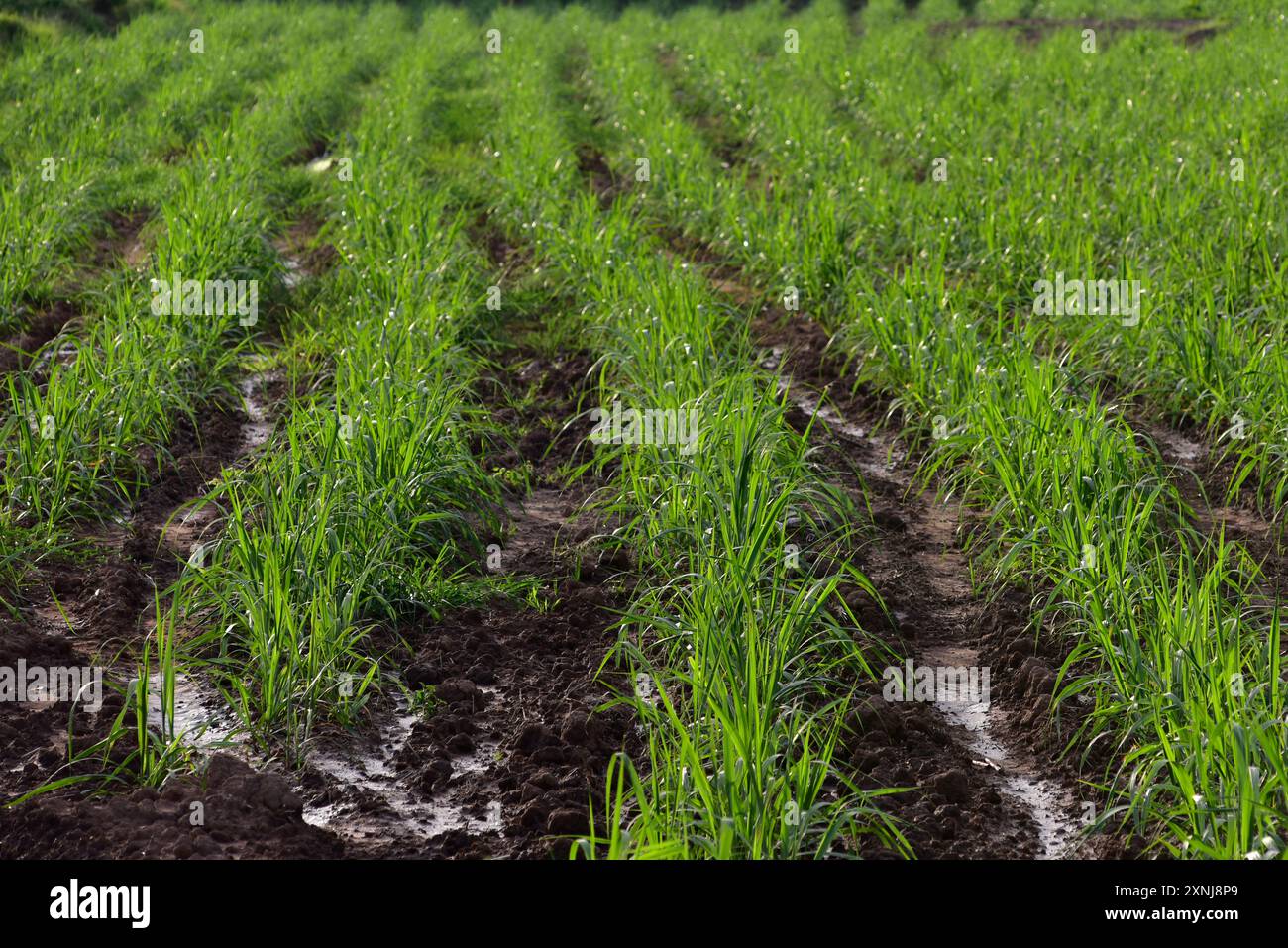 A sugar cane plantation with young plants water for sugarcane fields to ...