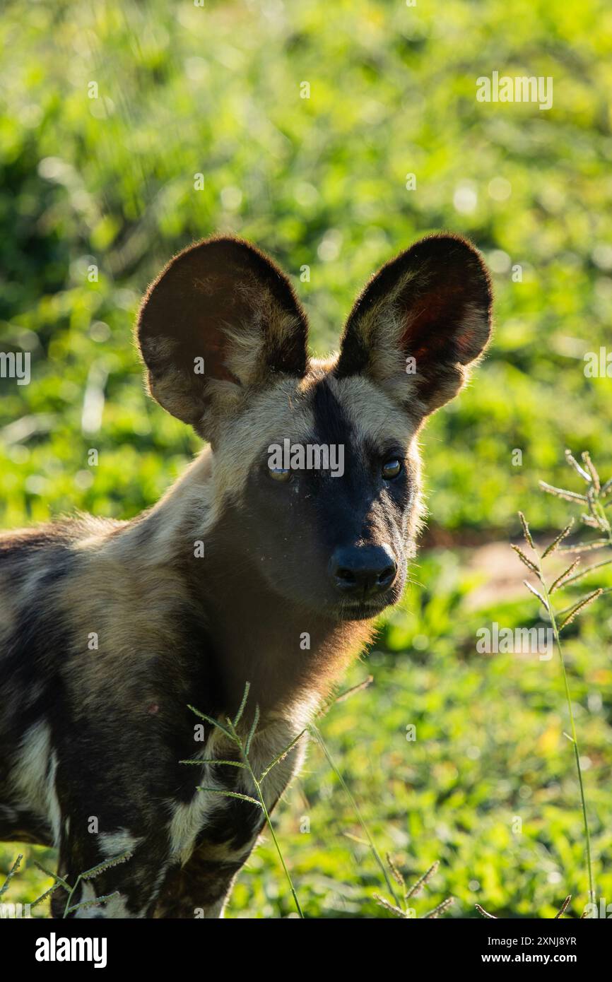 An African wild dog portrait Stock Photo - Alamy