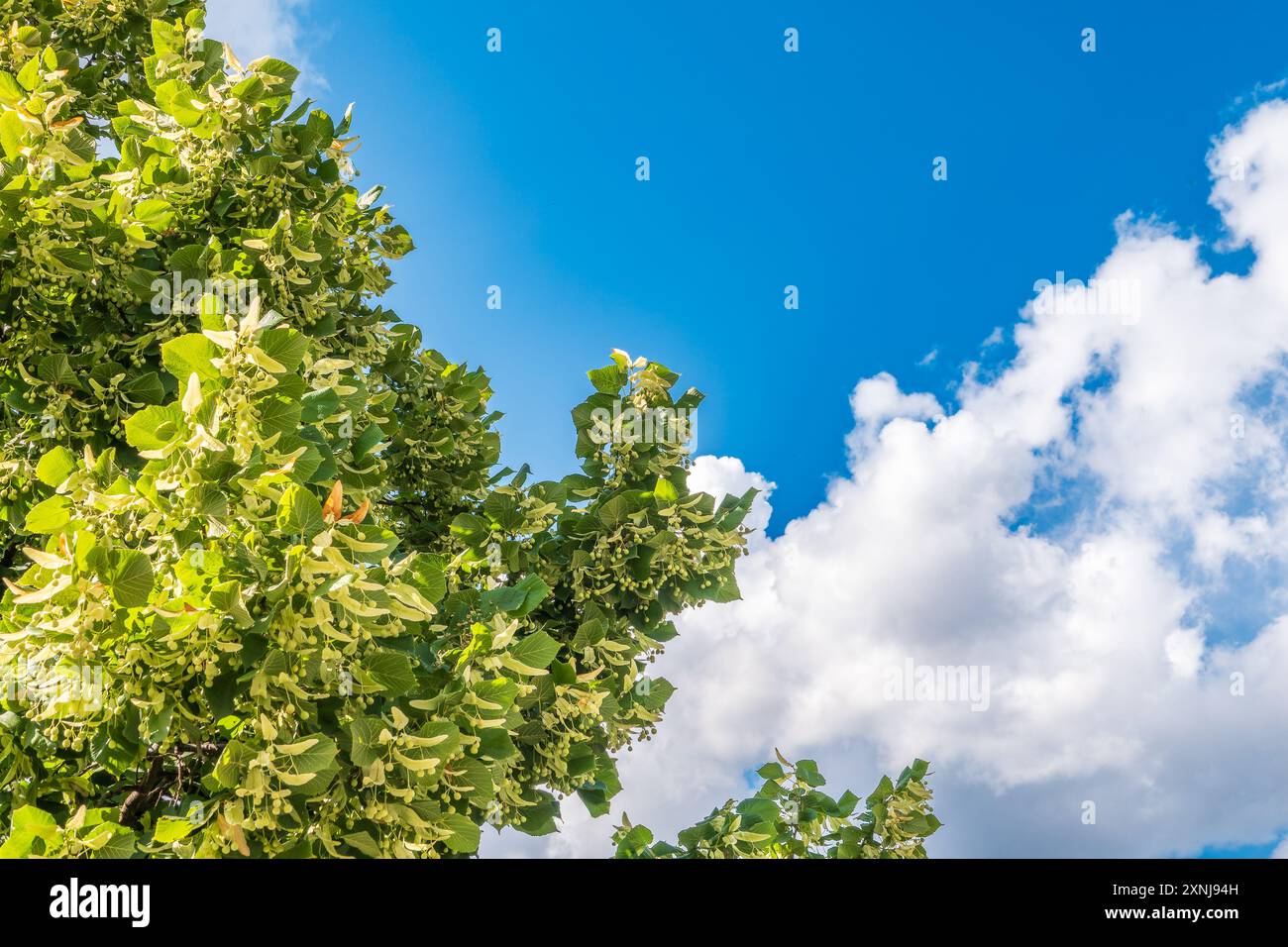 Linden tree flowers clusters tilia cordata, europea, small-leaved lime ...