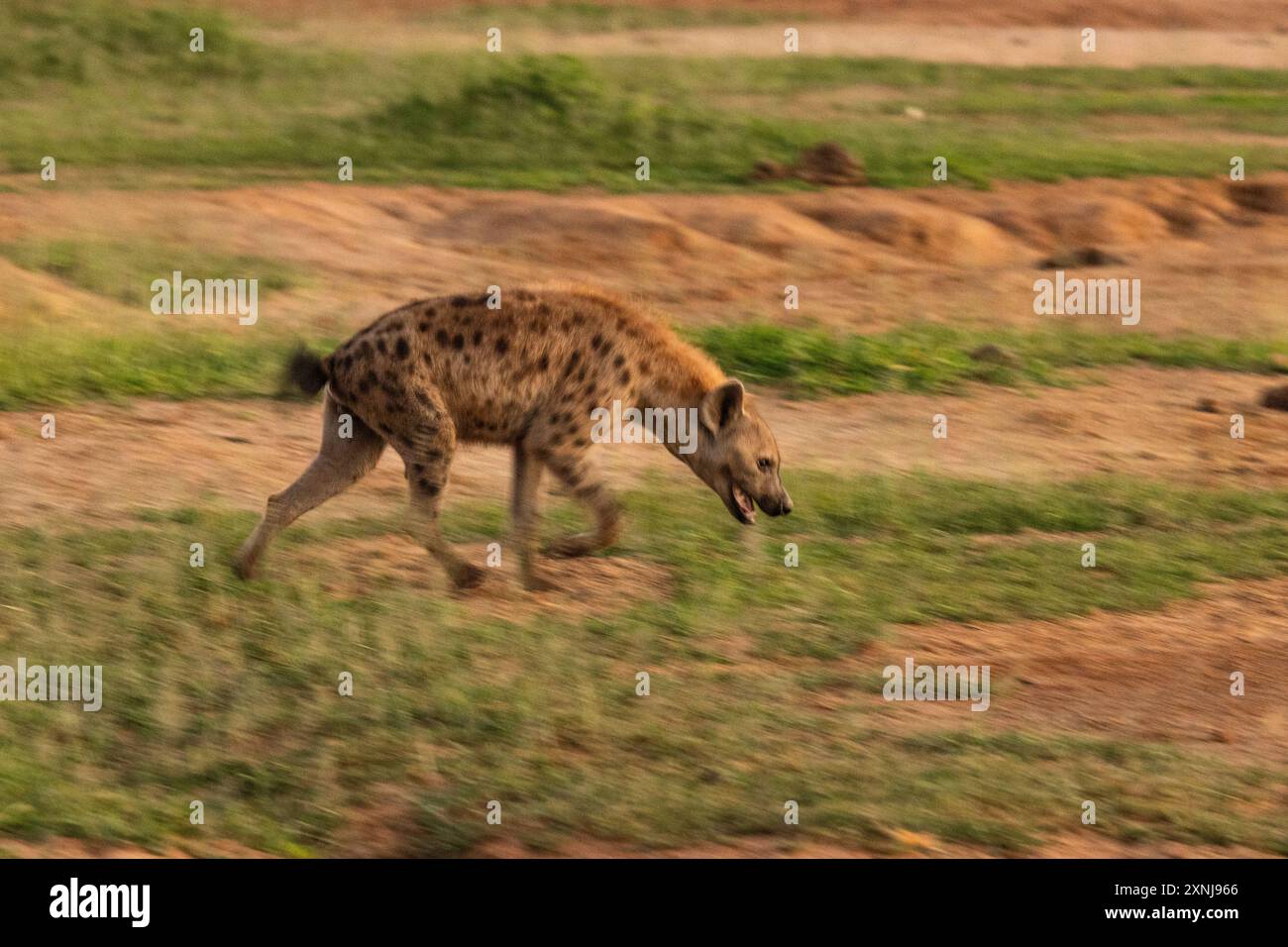 Hyaenids hi-res stock photography and images - Alamy