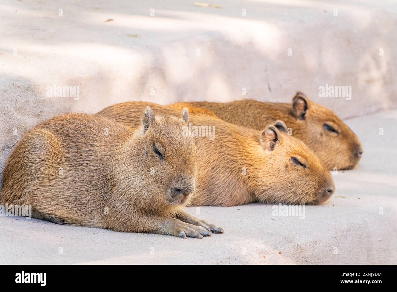 Cute capybara group hi-res stock photography and images - Alamy