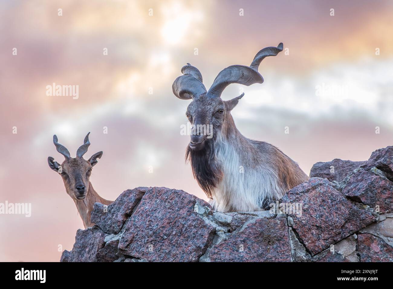 Male female markhor capra falconeri hi-res stock photography and images ...
