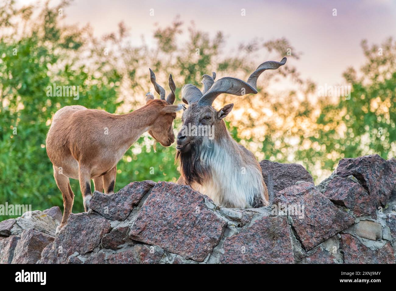 Markhor male and female on the rock. Latin name - Capra falconeri. Wild ...