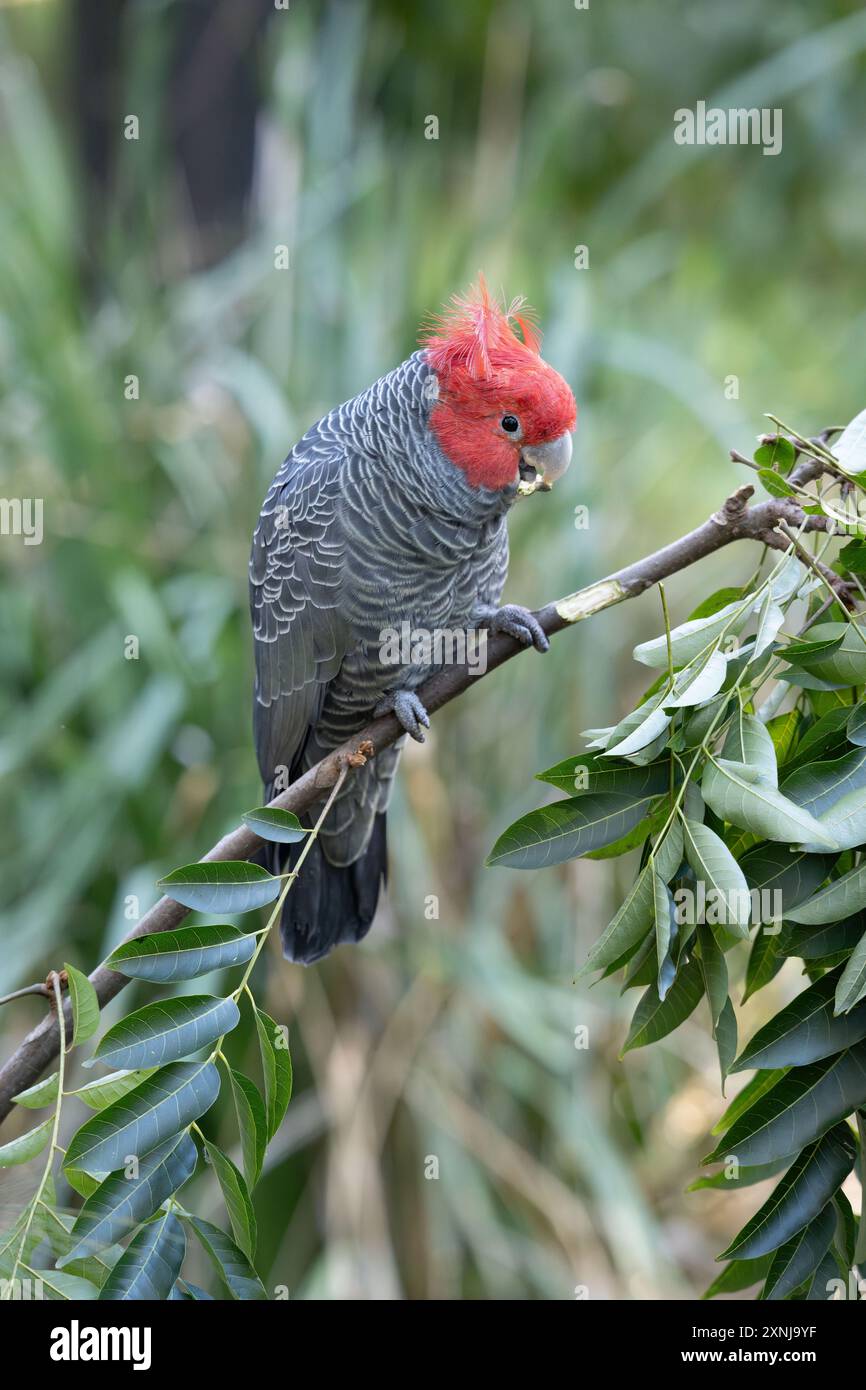 A Single Male Gang gang Cockatoo Voraciously Feeding On A Tree Branch A Single Male Gang gang Cockatoo Voraciously Feeding On A Tree Branch