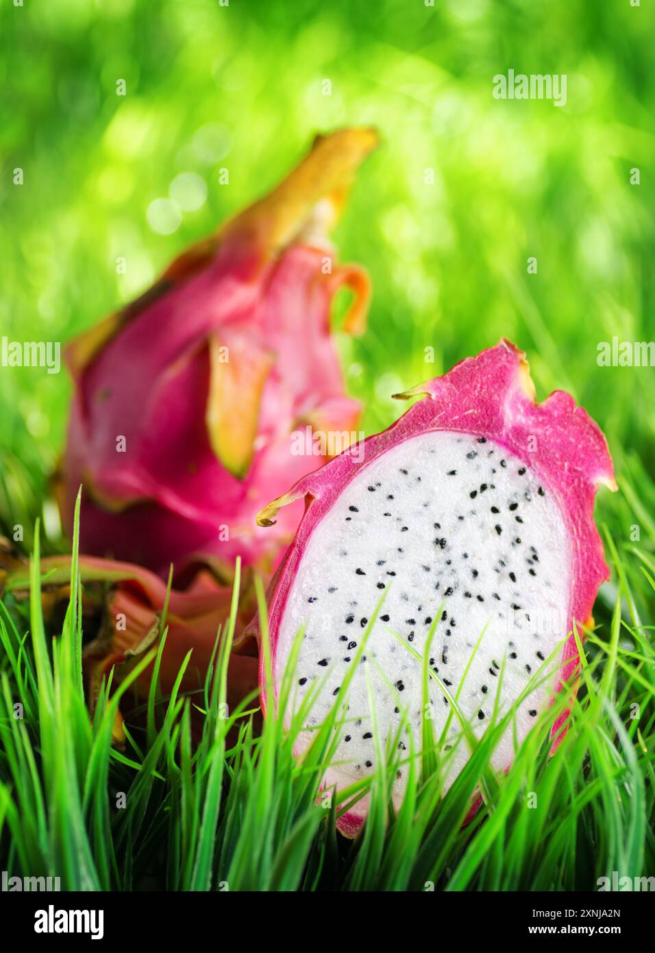 Green leaf color dragon fruit hi-res stock photography and images - Alamy