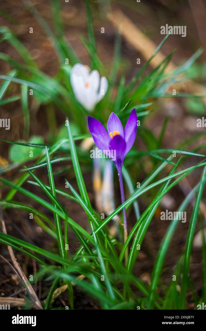 Explosion of colors in the forest. Spring flowers bloom between shadow ...