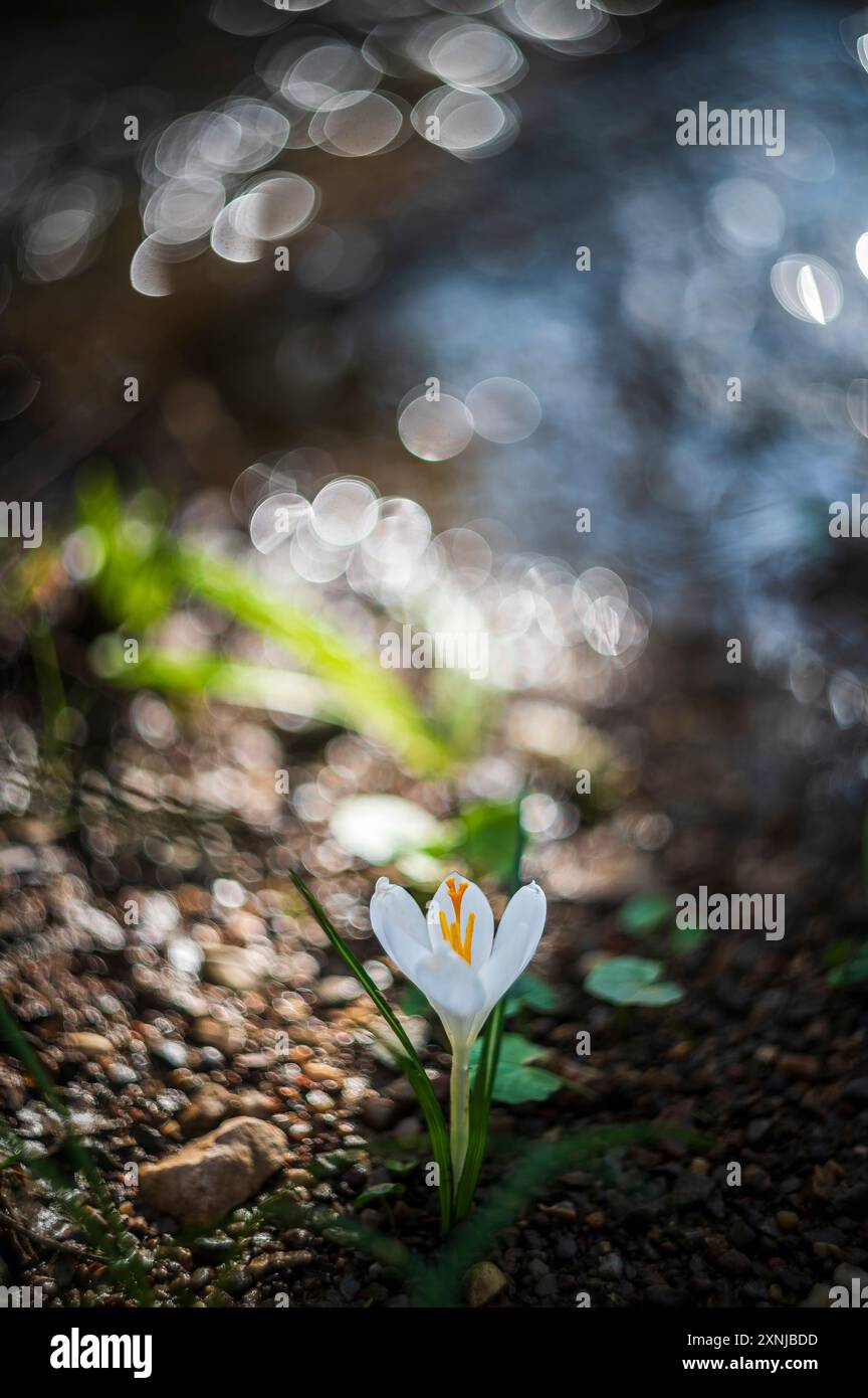 Explosion of colors in the forest. Spring flowers bloom between shadow ...
