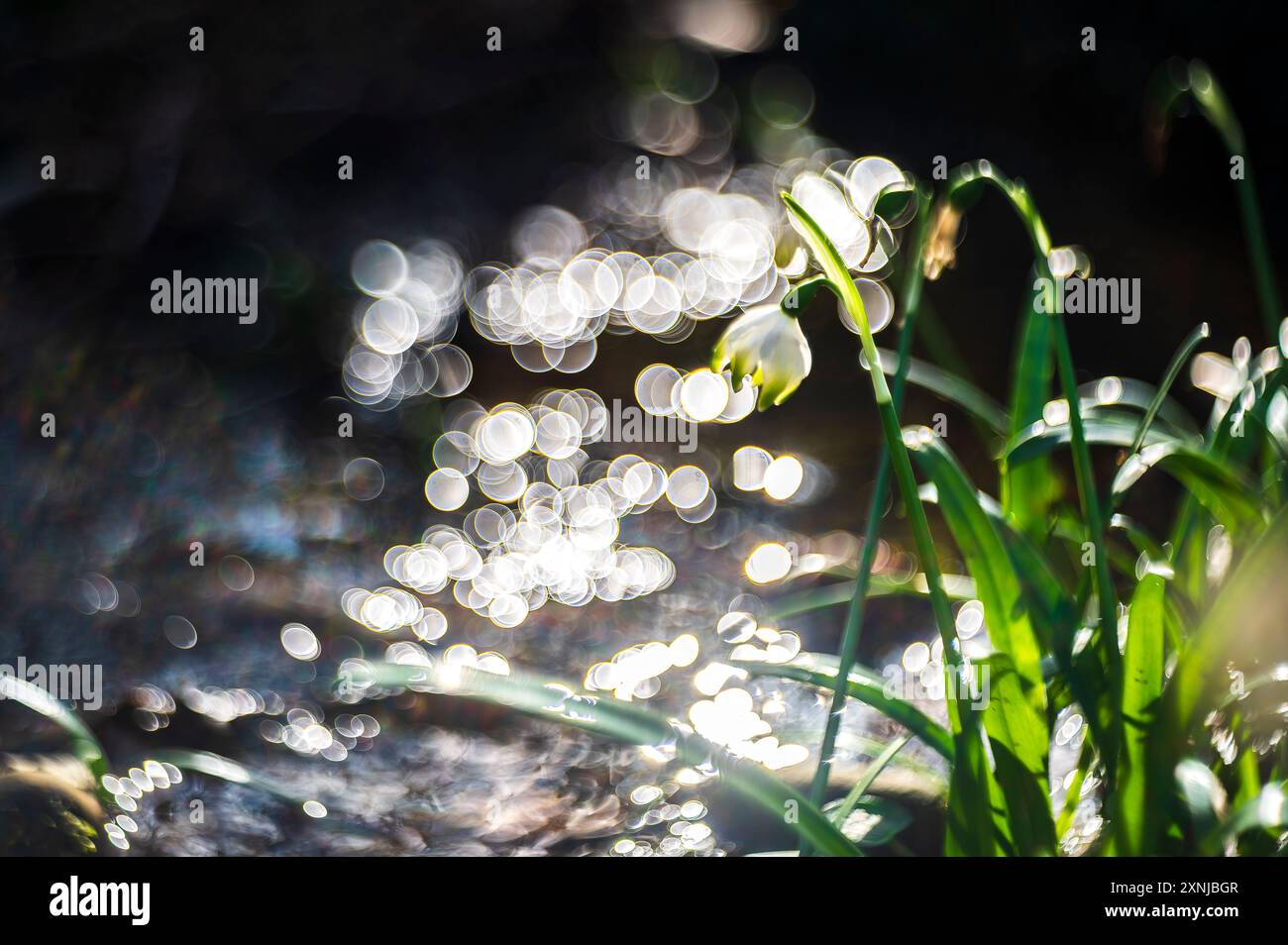 Explosion of colors in the forest. Spring flowers bloom between shadow ...