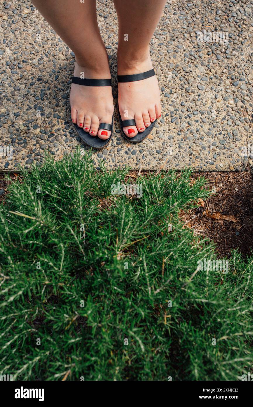 woman's feet in toe loop sandals standing in front of lush Rosemary ...