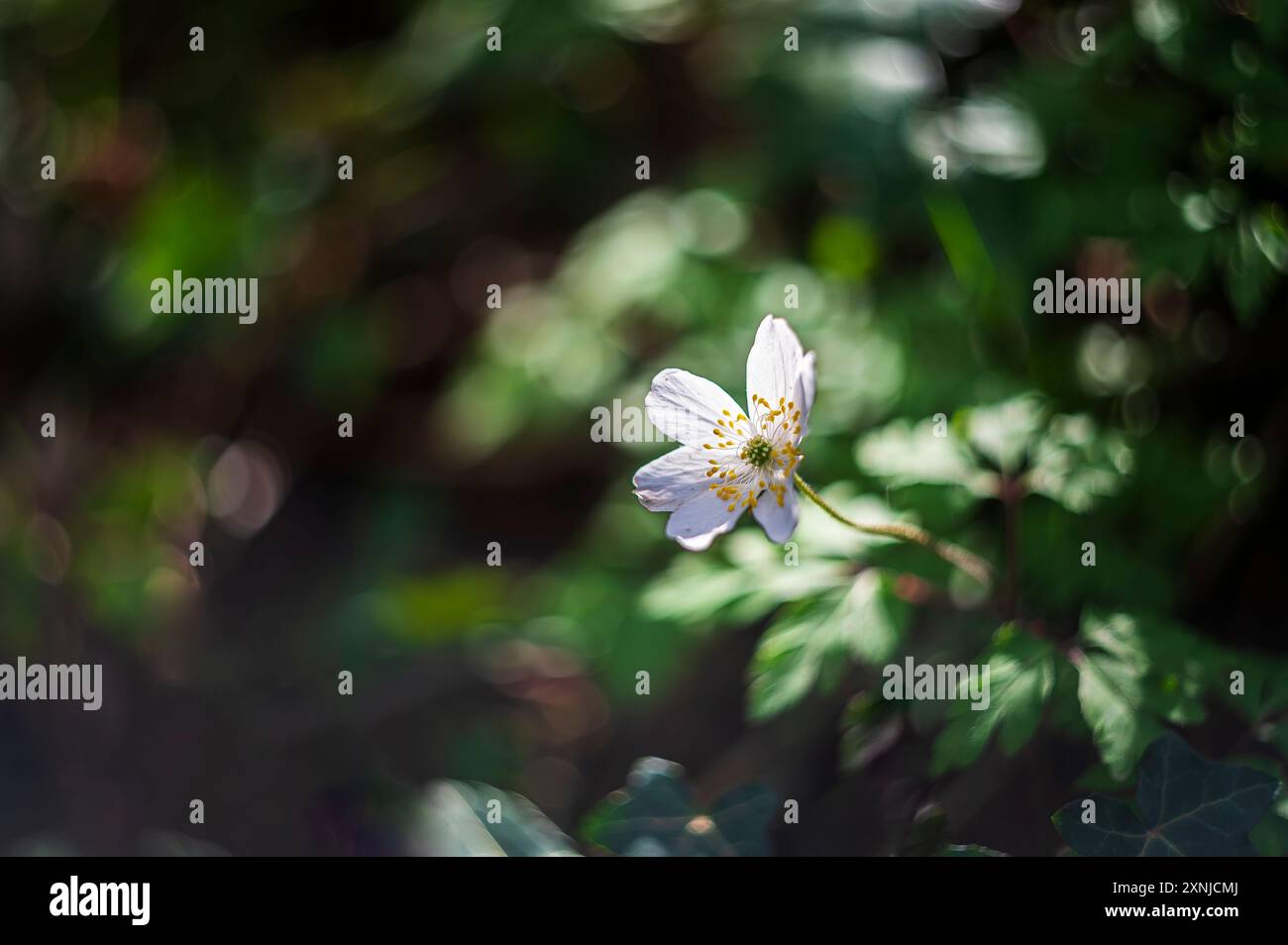 Explosion of colors in the forest. Spring flowers bloom between shadow ...