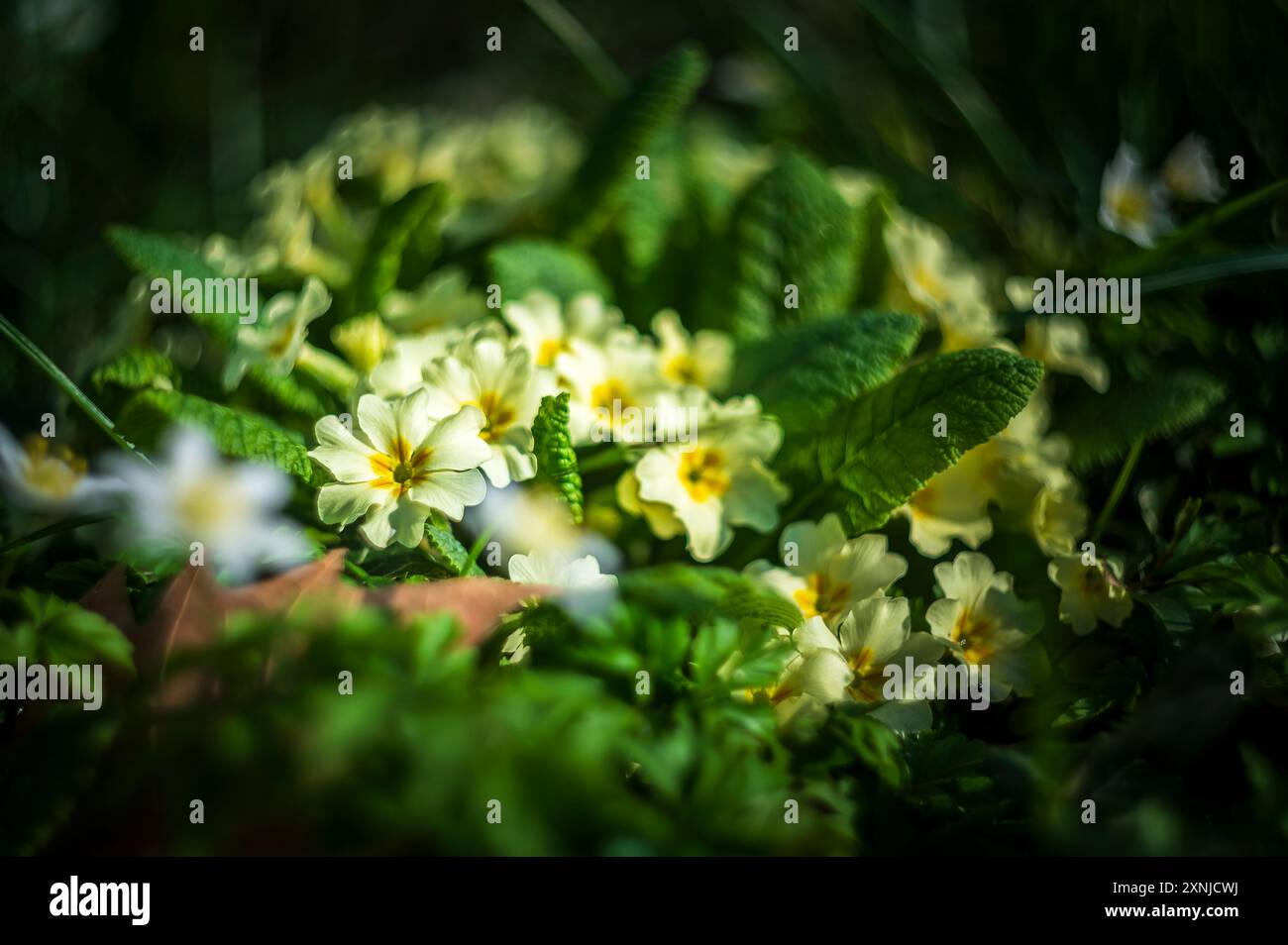 Explosion of colors in the forest. Spring flowers bloom between shadow ...