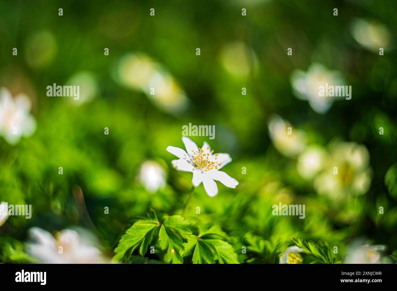 Explosion of colors in the forest. Spring flowers bloom between shadow ...