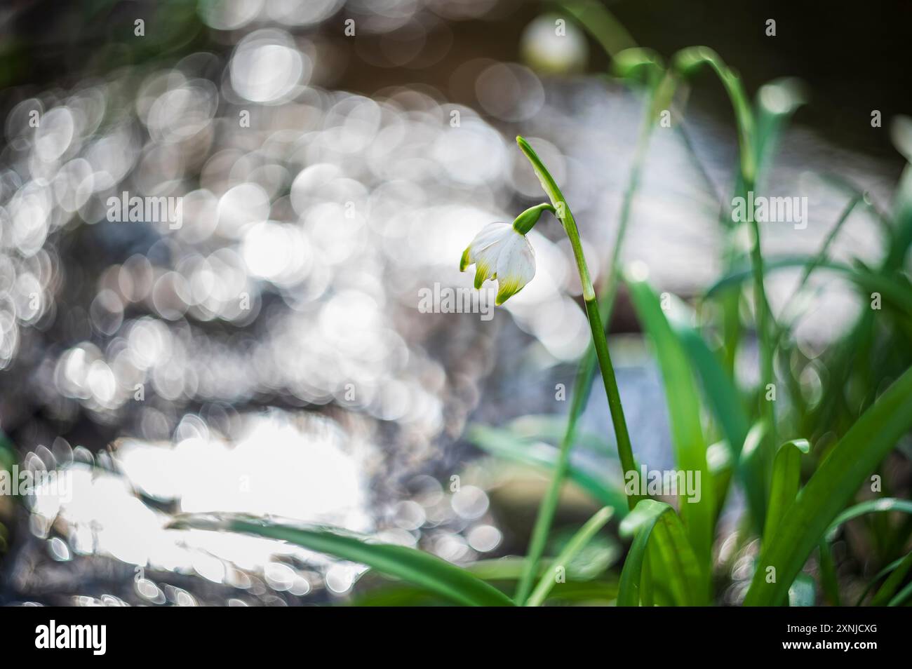 Explosion of colors in the forest. Spring flowers bloom between shadow ...