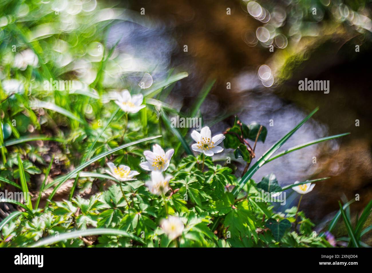 Explosion of colors in the forest. Spring flowers bloom between shadow ...