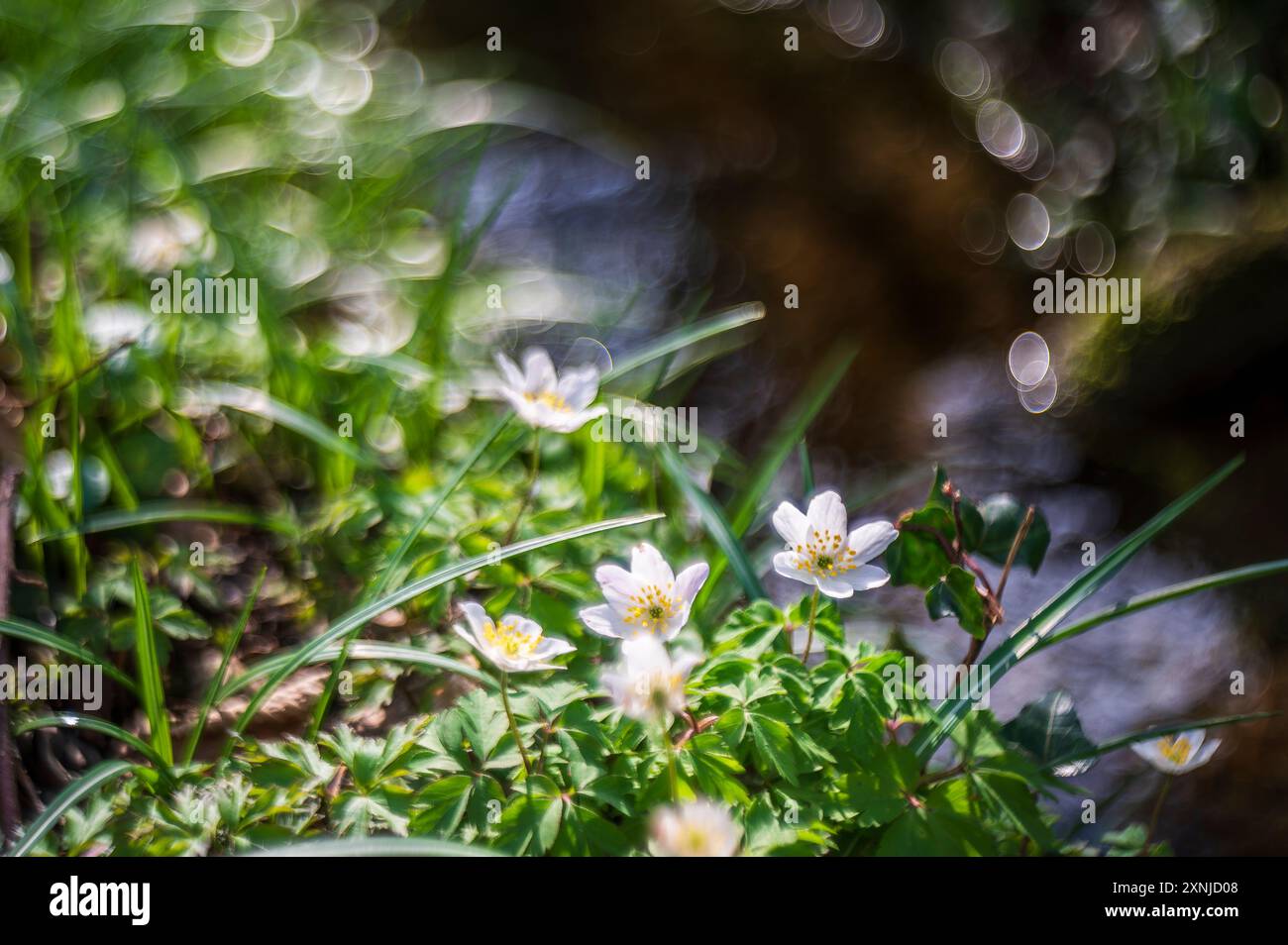 Explosion of colors in the forest. Spring flowers bloom between shadow ...