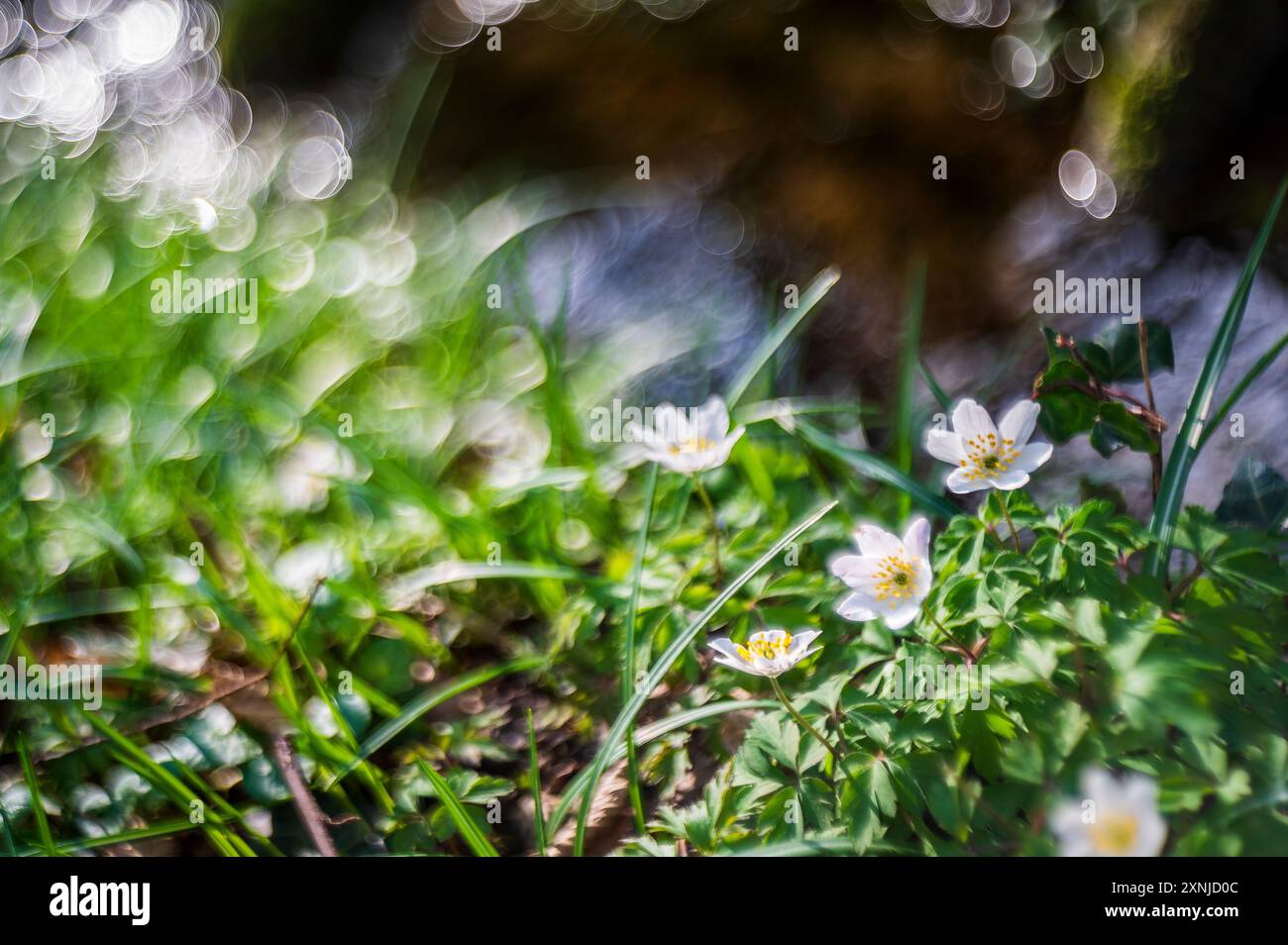 Explosion of colors in the forest. Spring flowers bloom between shadow ...