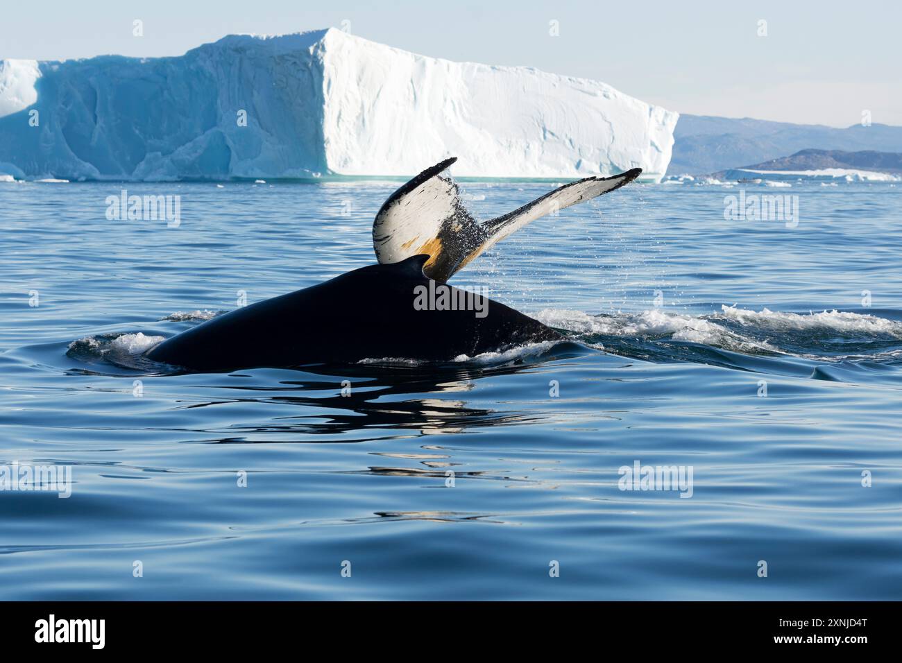 Two humpback whales (Megaptera novaeangliae), one with a fluke and one ...