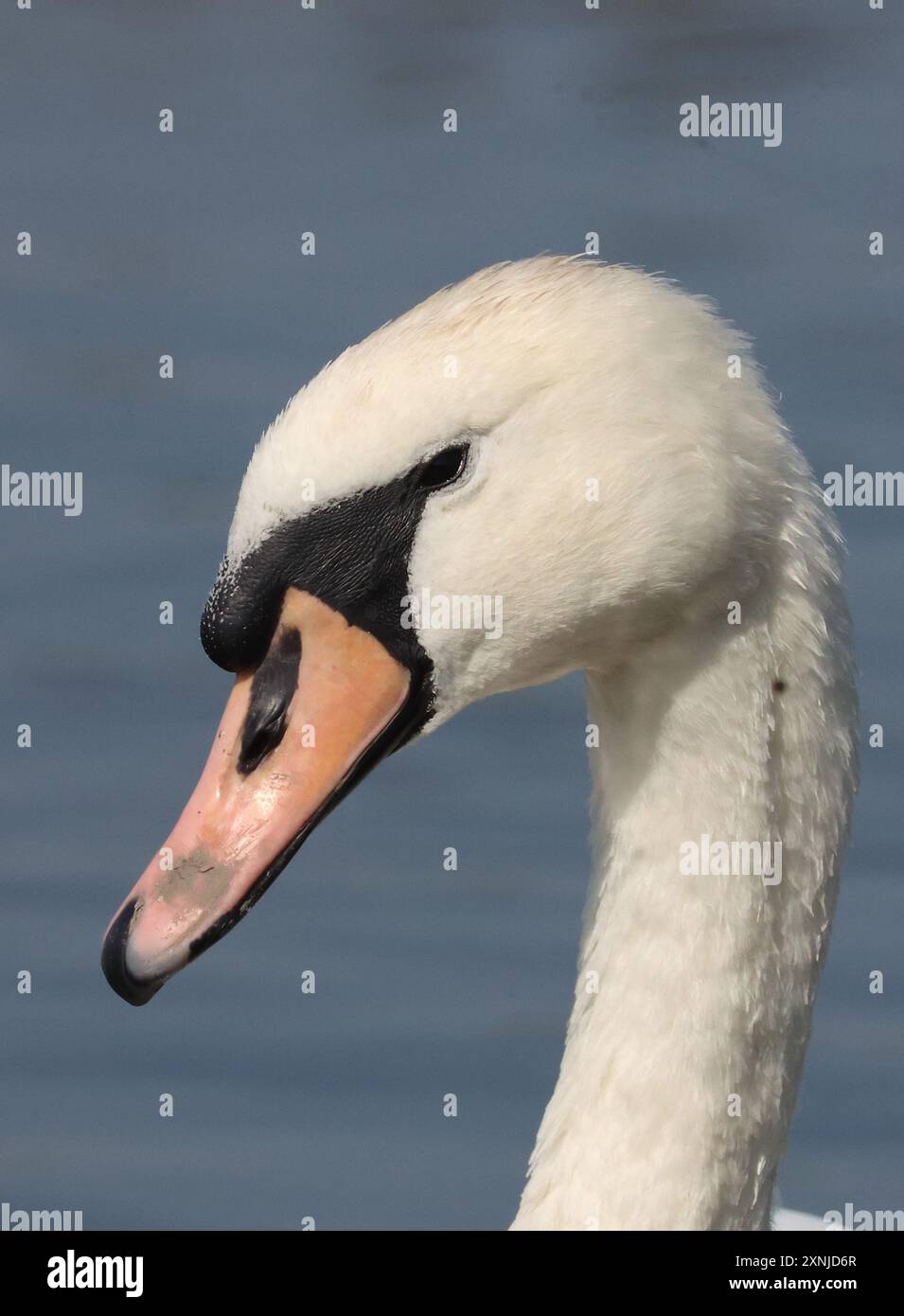 PURFLEET, United Kingdom, JULY 31: Mute Swan in water at RSPB Rainham ...