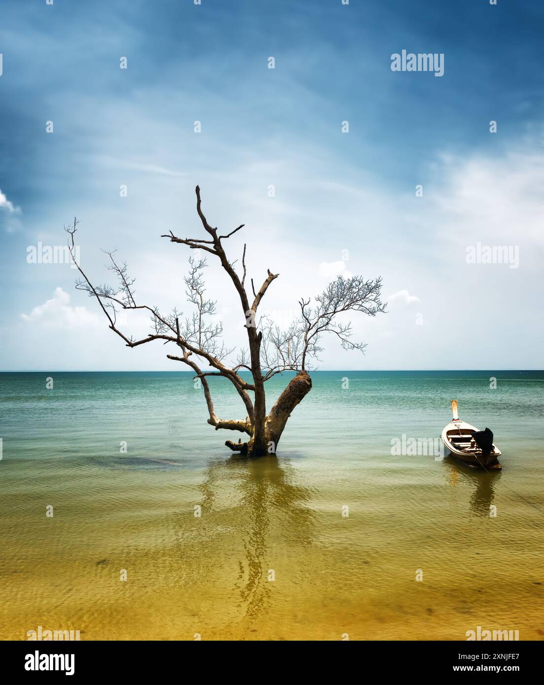 Mud beach tree hi-res stock photography and images - Alamy