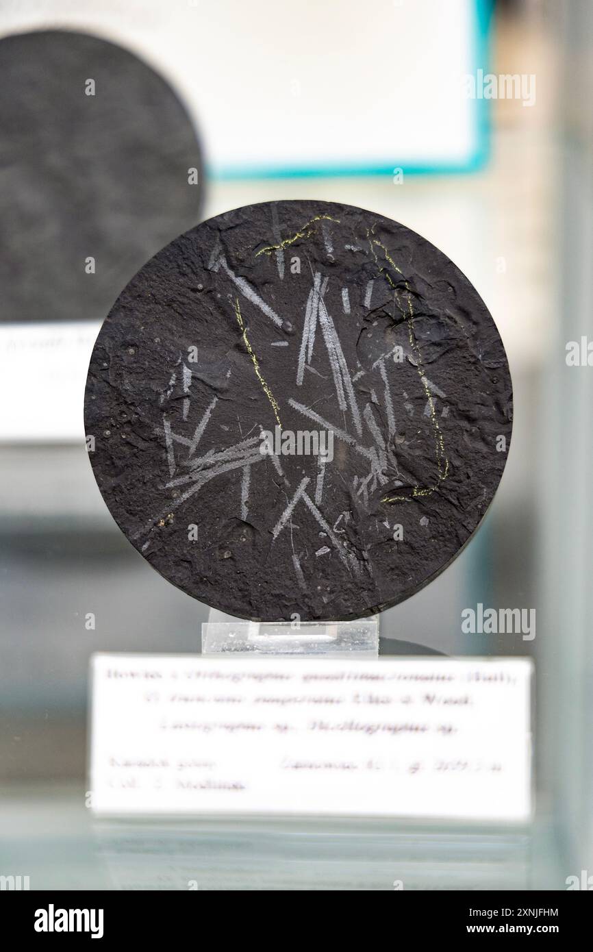 Orthograptus hi-res stock photography and images - Alamy