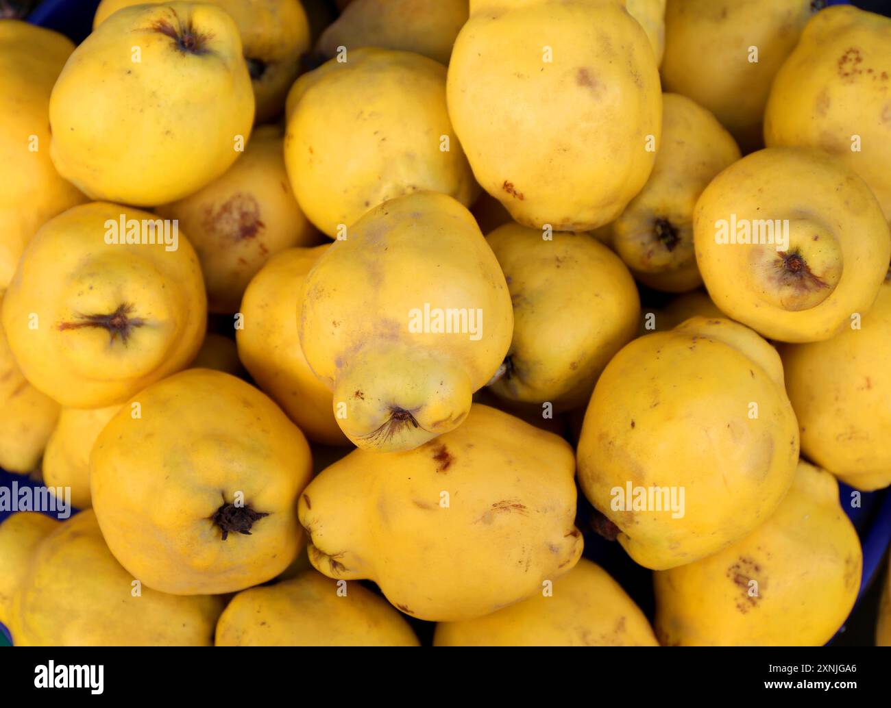 Bunch of Quince Fruits ready for Sale at Market in Heybeliada ...