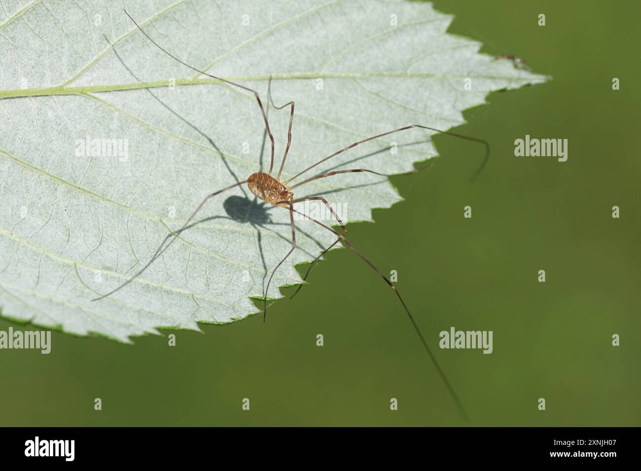 Red Harvestman, Opilio canestrinii walking on the underside of a ...