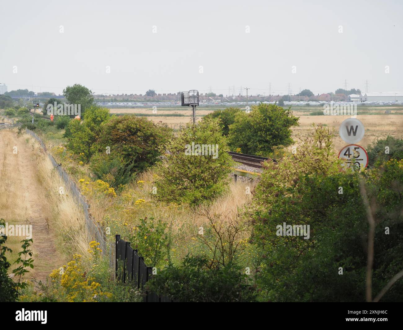 Sheerness, Kent, UK. 1st Aug, 2024. A cow stuck on train tracks stopped ...