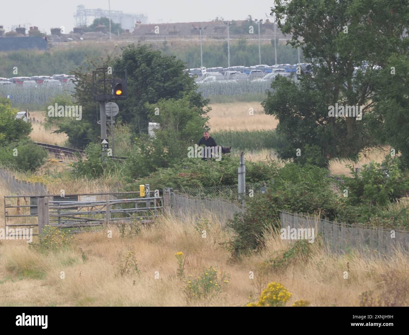 Sheerness, Kent, UK. 1st Aug, 2024. A cow stuck on train tracks stopped ...