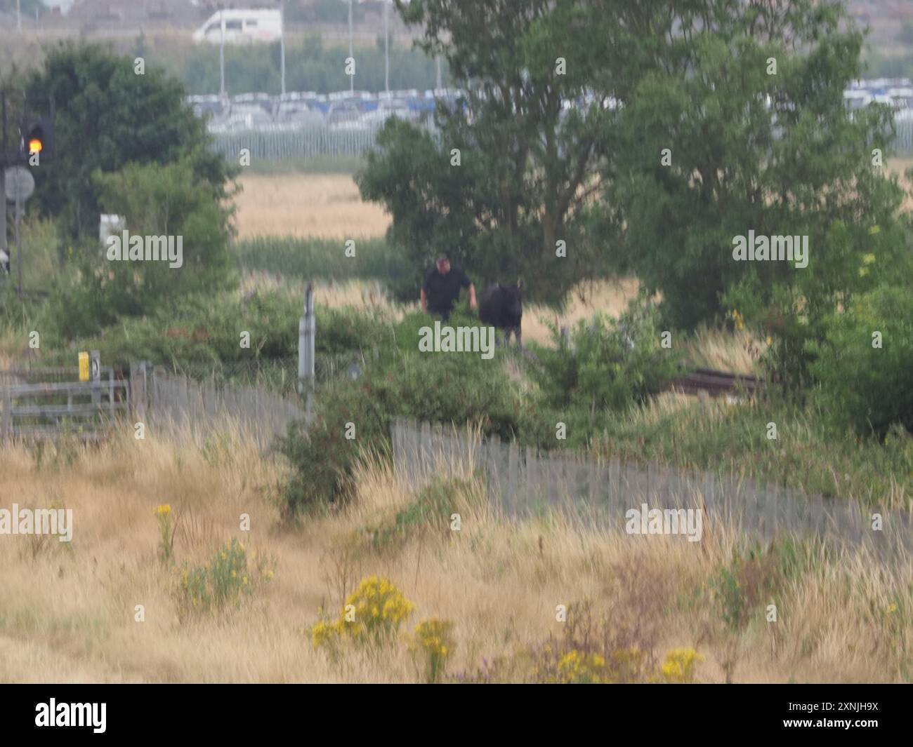 Sheerness, Kent, UK. 1st Aug, 2024. A cow stuck on train tracks stopped ...