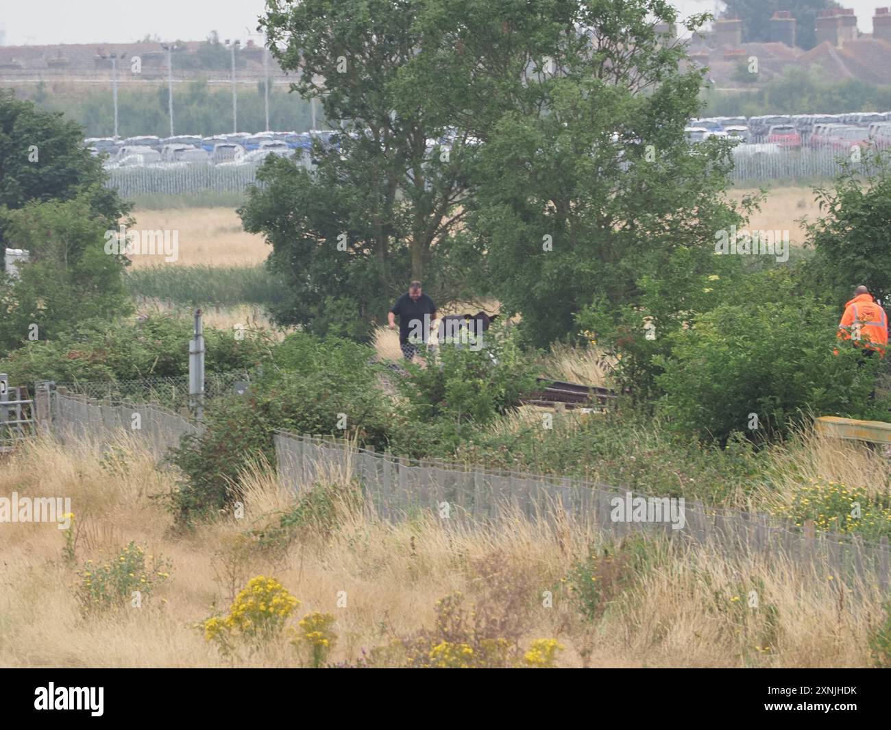 Sheerness, Kent, UK. 1st Aug, 2024. A cow stuck on train tracks stopped ...