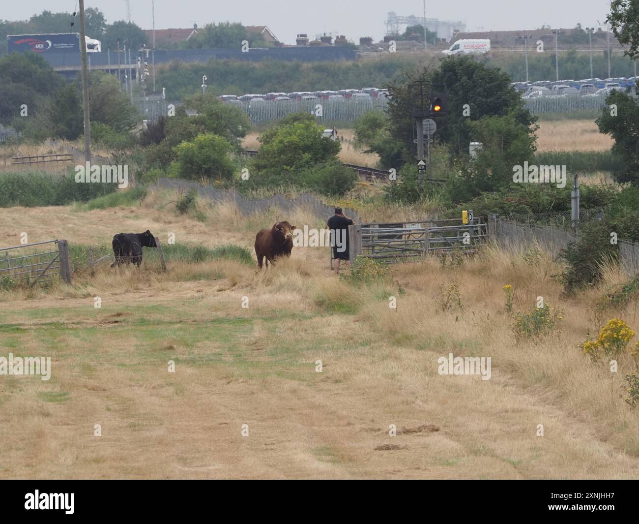 Sheerness, Kent, UK. 1st Aug, 2024. A cow stuck on train tracks stopped ...