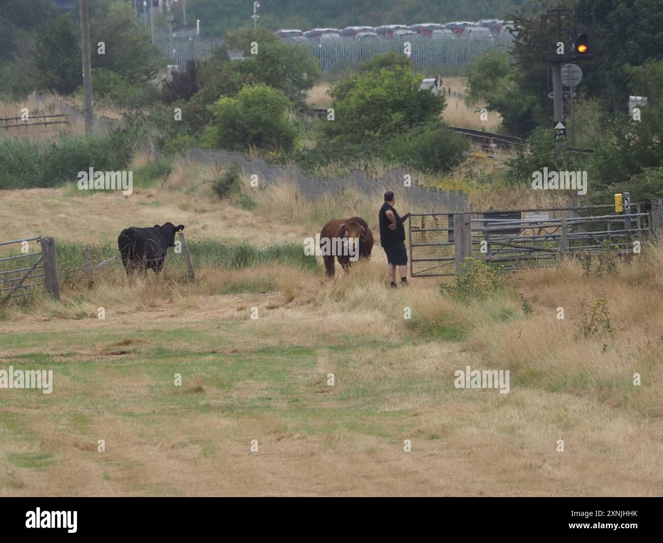 Sheerness, Kent, UK. 1st Aug, 2024. A cow stuck on train tracks stopped ...