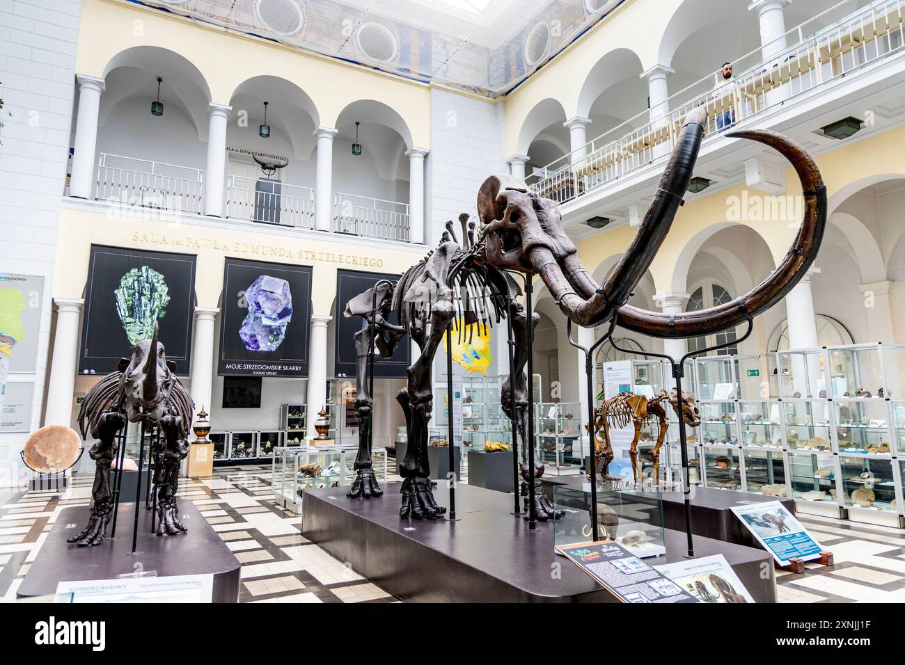Skeletons of extinct speciens of Woolly Rhinoceros and Wolly Mammoth ...