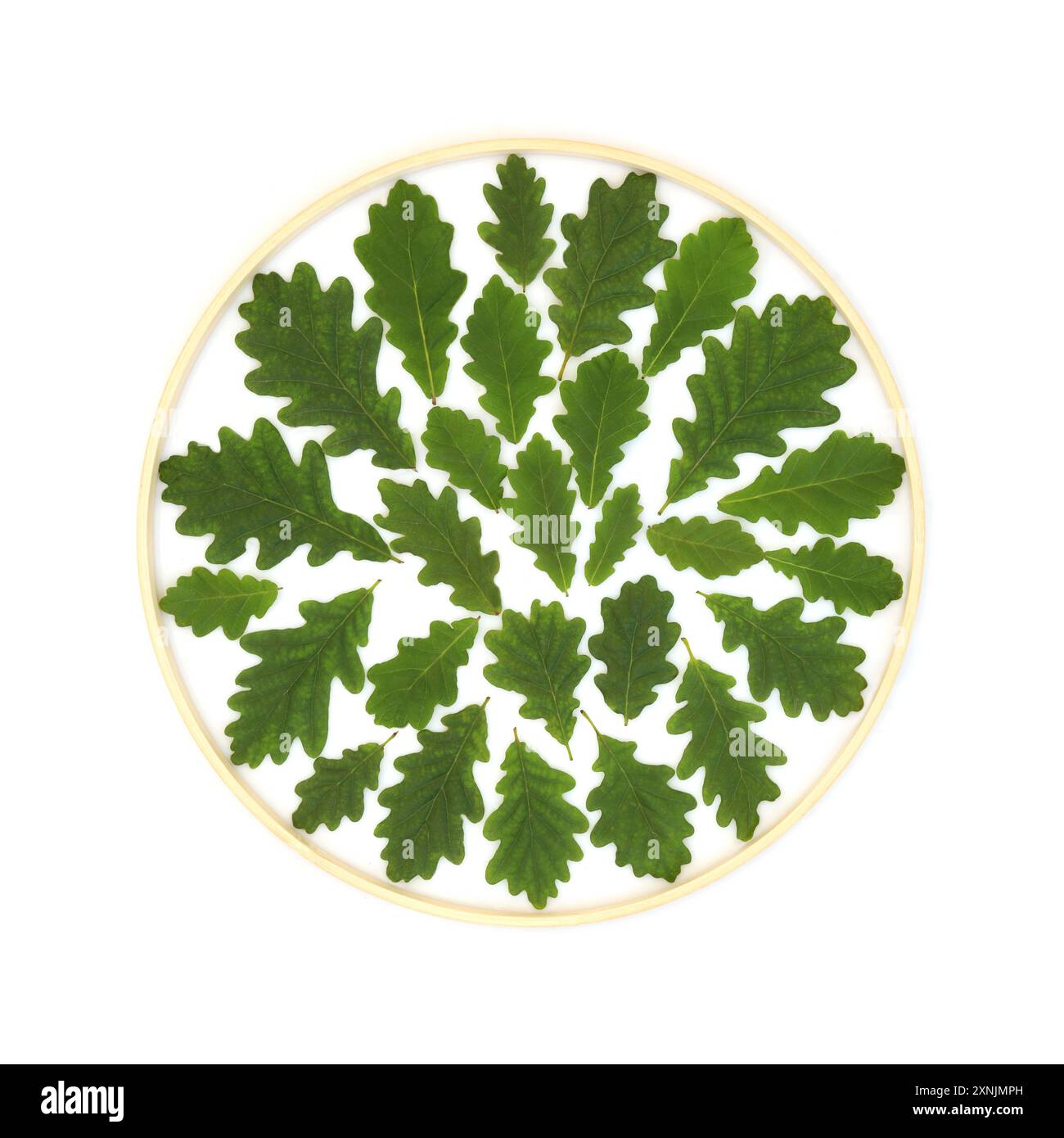 Oak tree leaf green wreath wooden frame background border on white ...