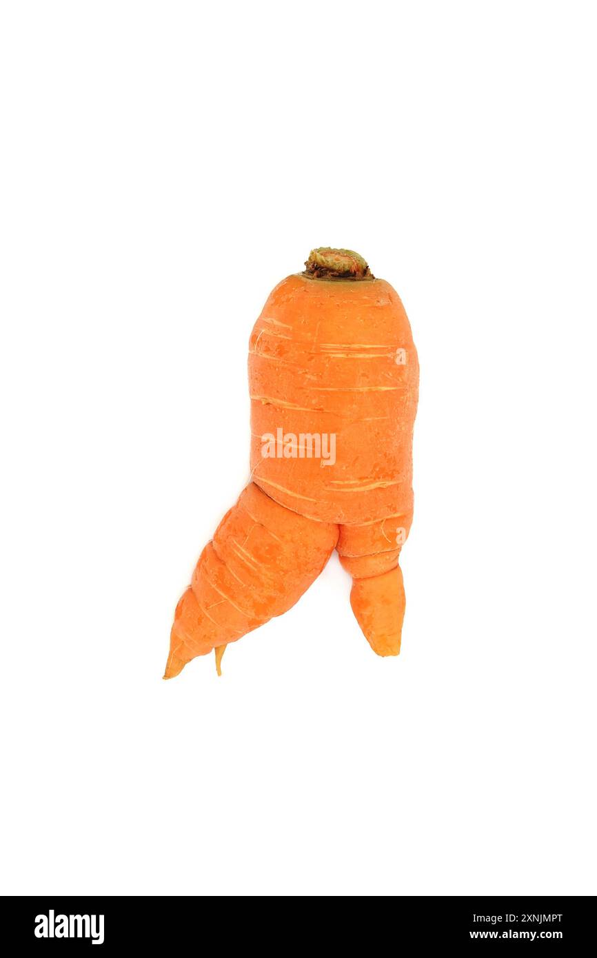 Forked twisted carrot root vegetable on white. Deformed produce caused ...
