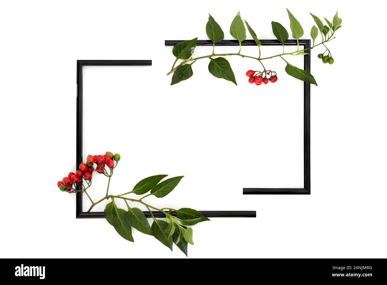 Deadlly nightshade atropa belladonna abstract background split frame on ...