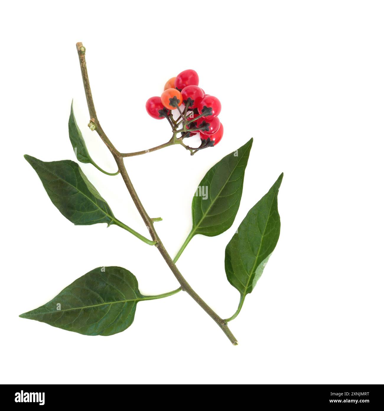 Deadly nightshade poisonous plant with red berries on white. Toxic ...