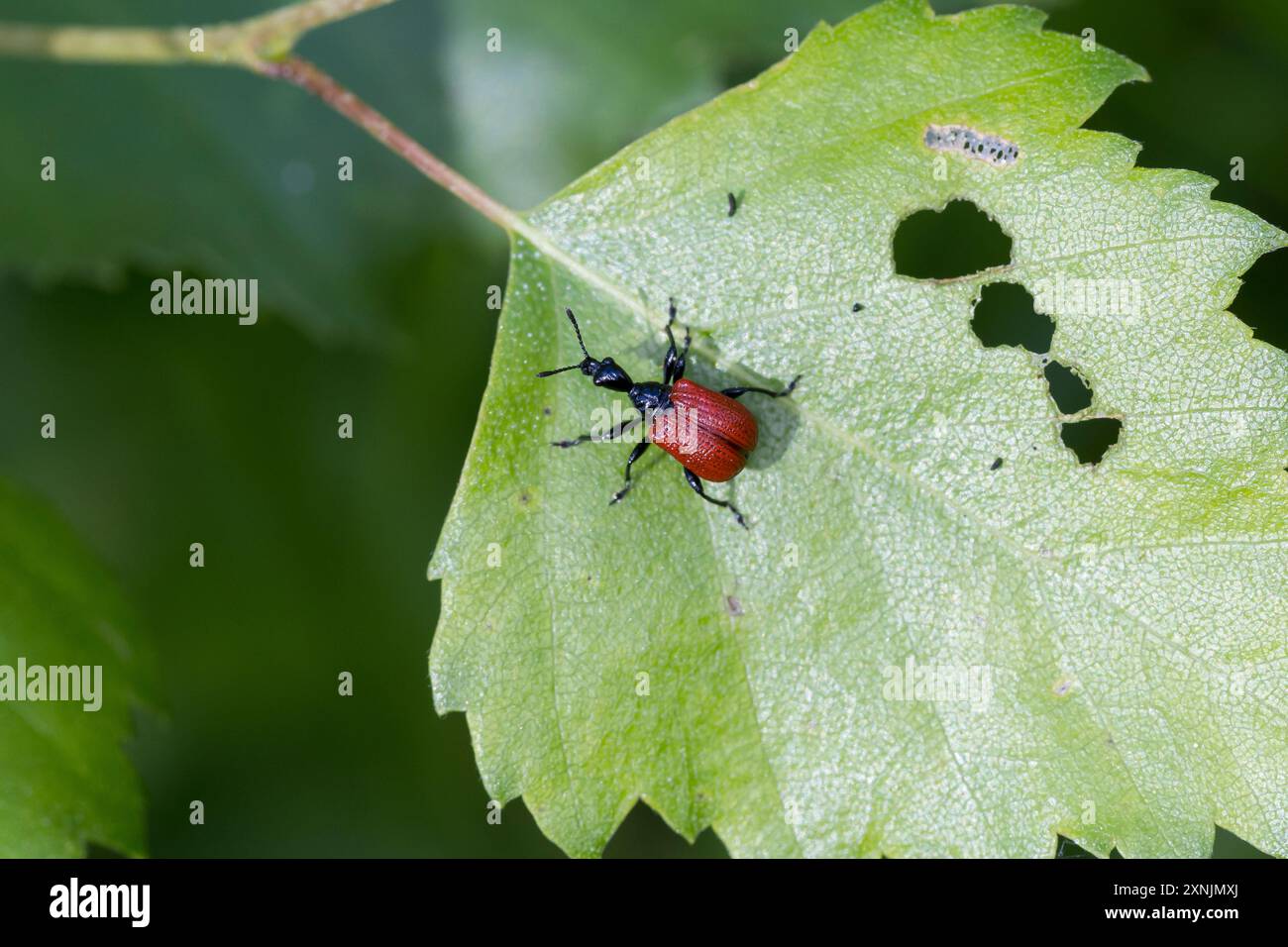 Haselblattroller, Haselblatt-Roller, Haselnuss-Dickkopfroller, an ...
